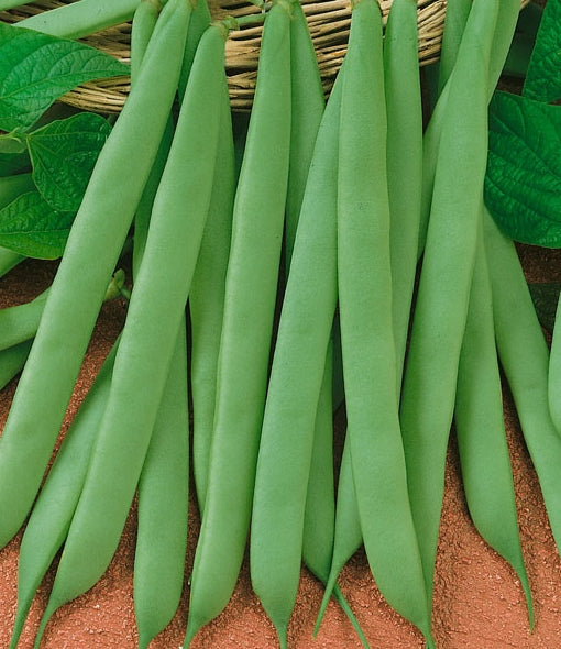 Fresh Vegetable French Beans300grams Sbma Only