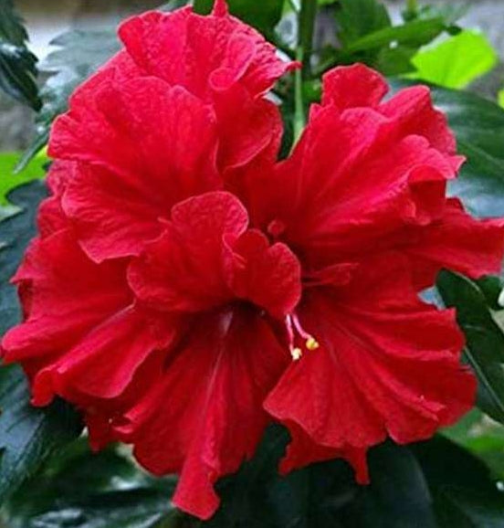 Gumamela Flower Seedling