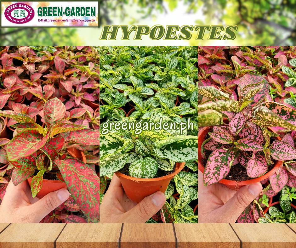 Hypoestes Ornamental Plant