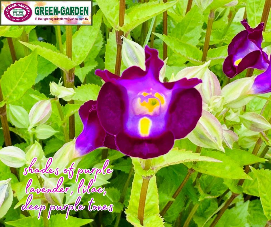 Taiwan Variety Torenia Flower in " Pot and 4" Pot