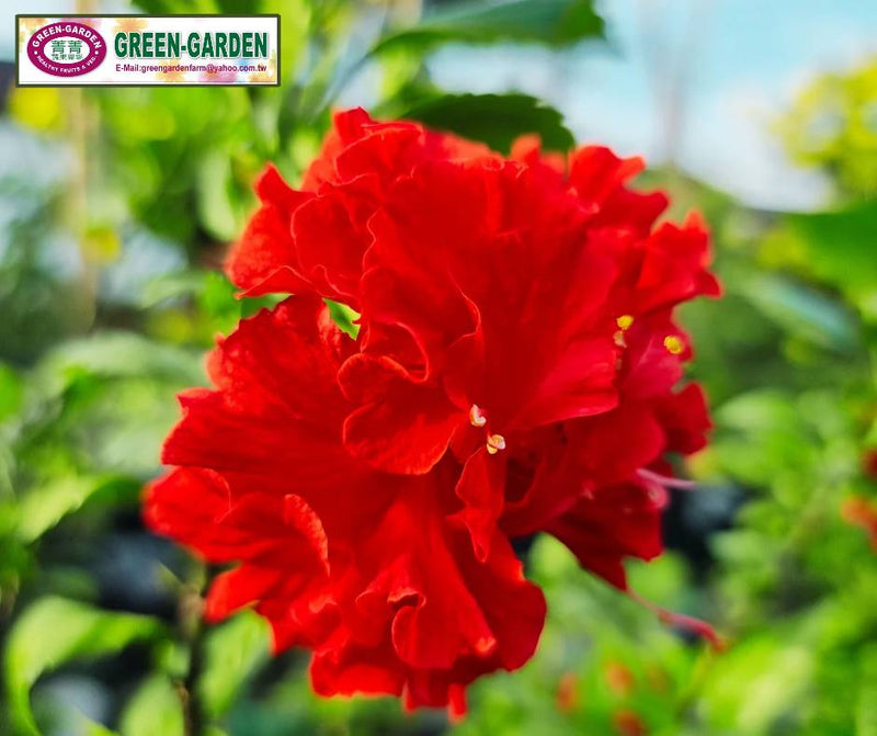 Gumamela Flower Seedling