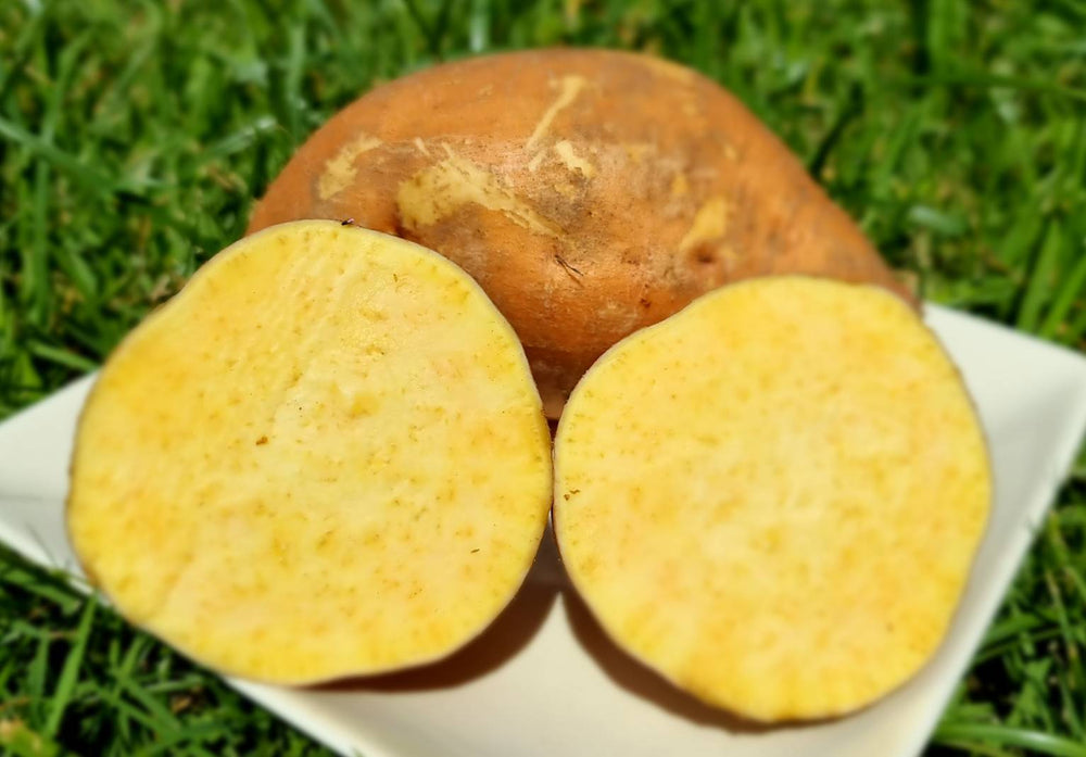 Fresh Vegetable Camote Yellow (1kg) "SBMA ONLY"