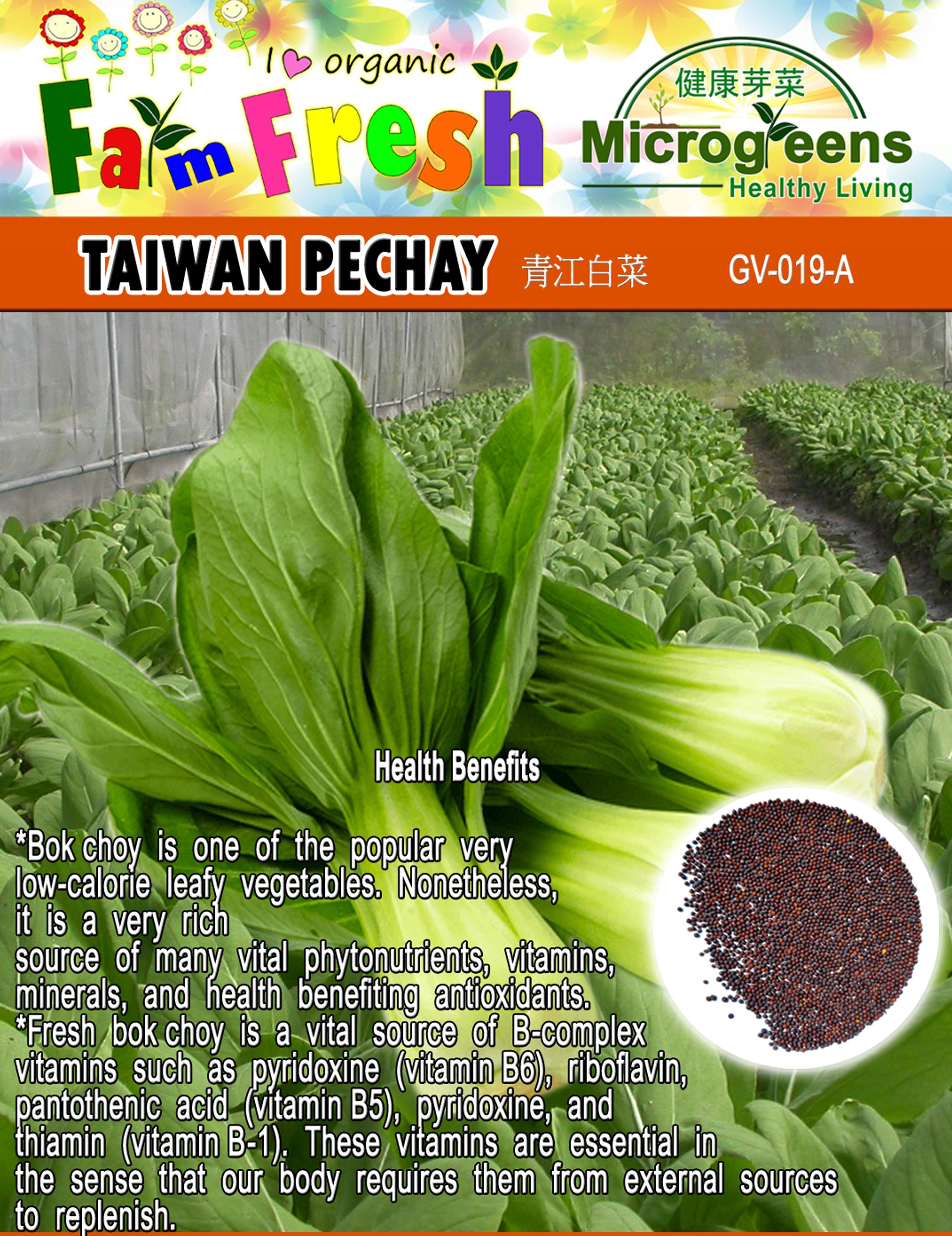 Taiwan Pechay Seeds (Herbs & Vegetable Seeds , Larger Packed)